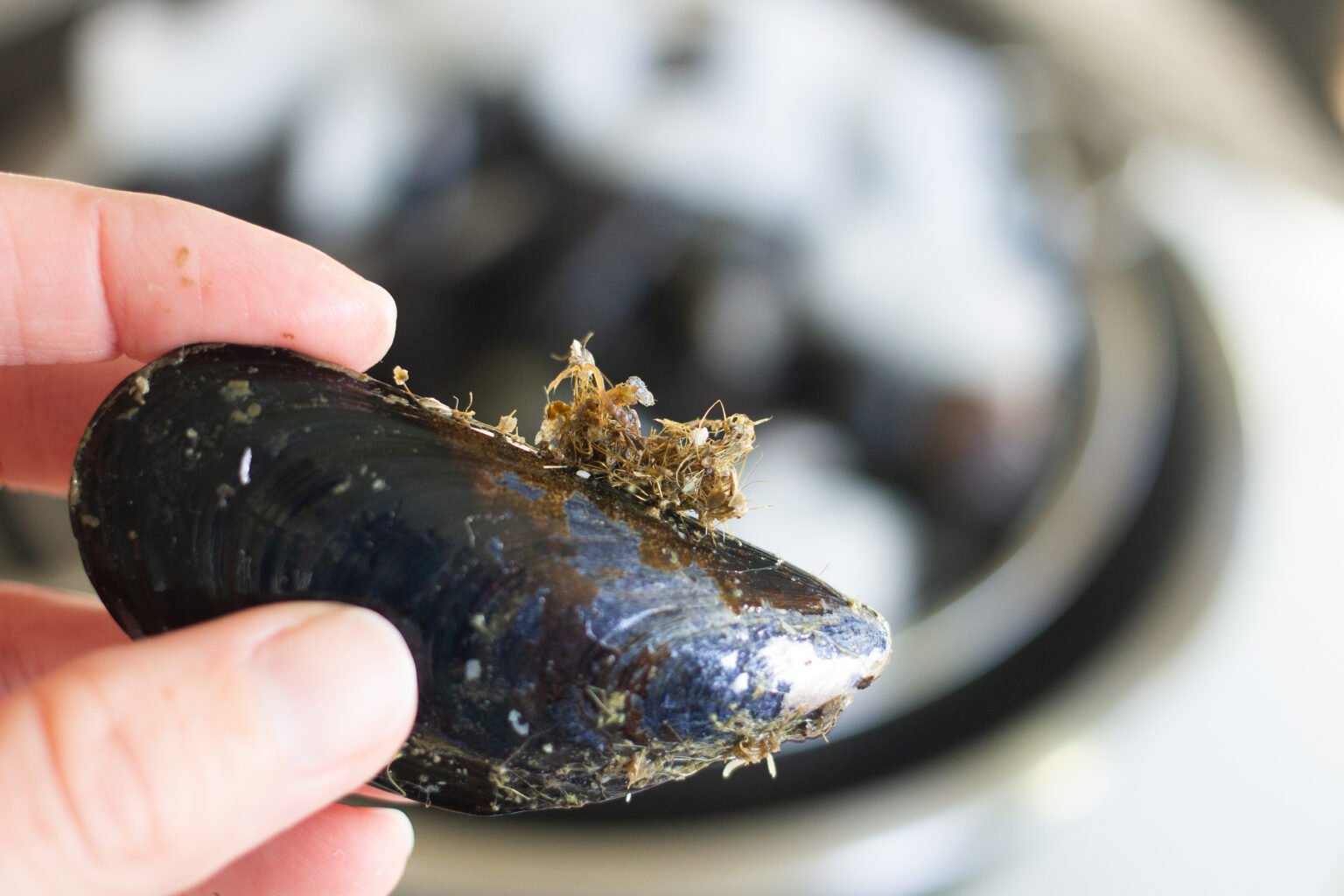 How to Cook Mussels + Recipe with Wine + Salami | Edible Times